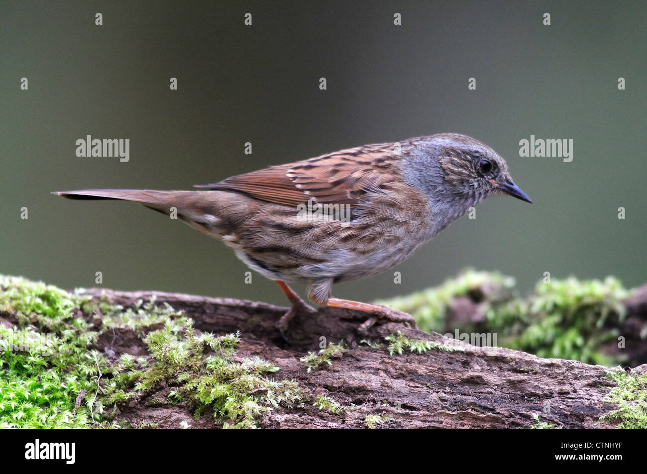 Dunnock hedgesparrow hi-res stock photography and images - Alamy