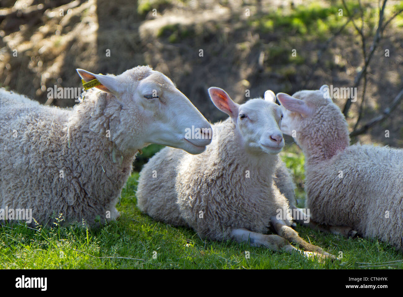 Flock of sheep lying on the ground Stock Photo - Alamy