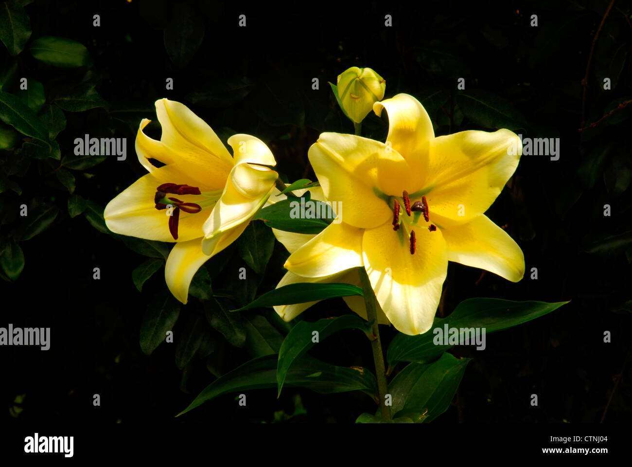 Blooms displays hi-res stock photography and images - Alamy