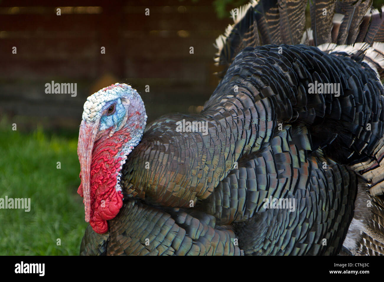 Close up head ugly turkey hi-res stock photography and images - Alamy