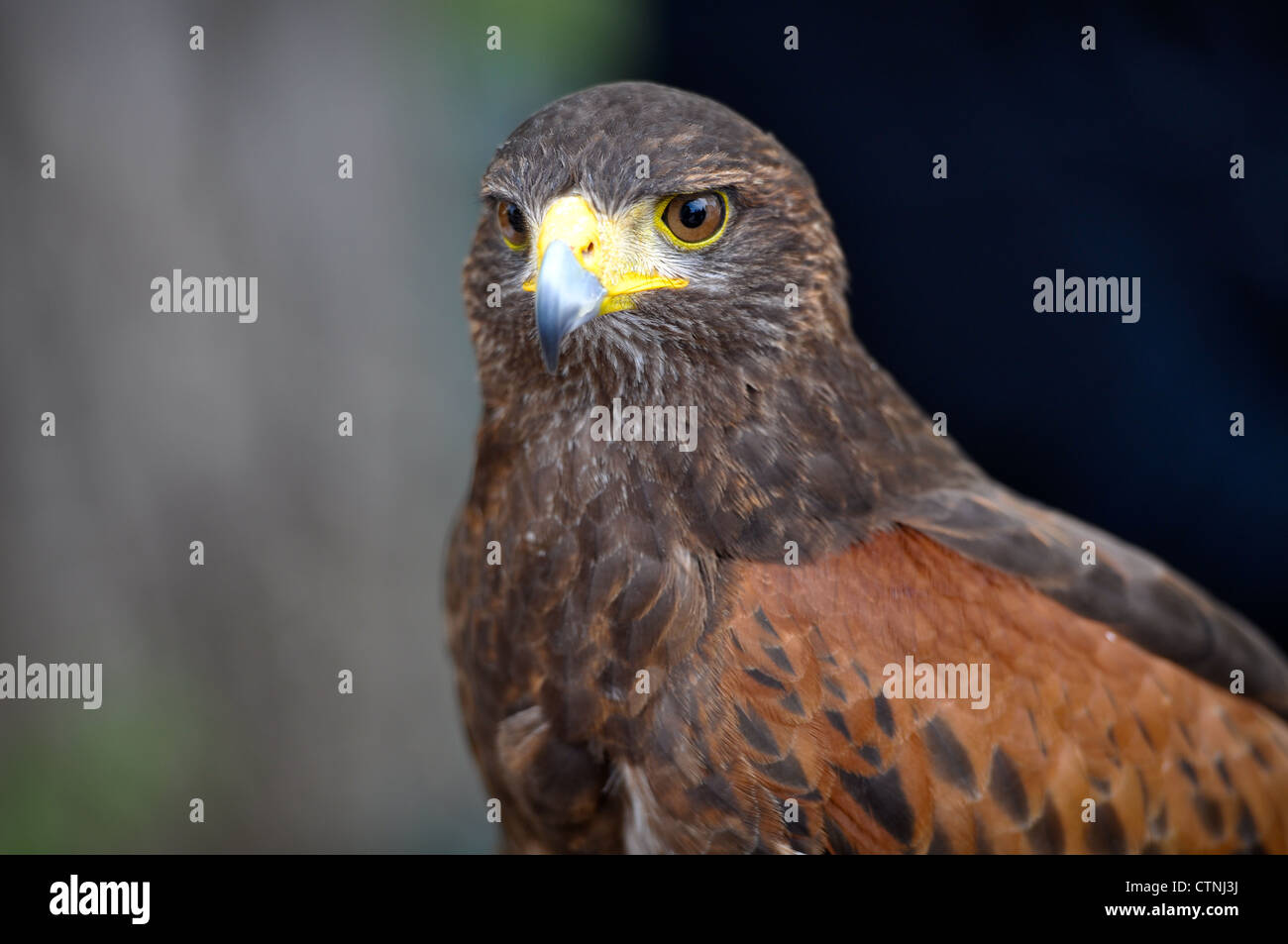 Brown Harris Hawk Predator Bird Stock Photo - Alamy