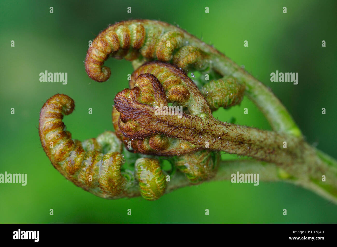 Spring fern hi-res stock photography and images - Alamy