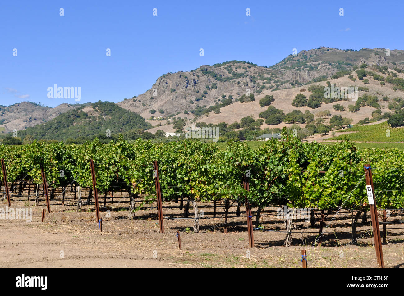 Napa Valley California Vineyard Stock Photo - Alamy