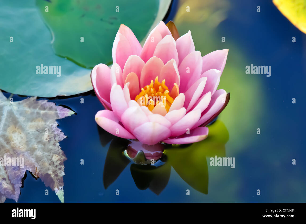 Lotus the flower hi-res stock photography and images - Alamy