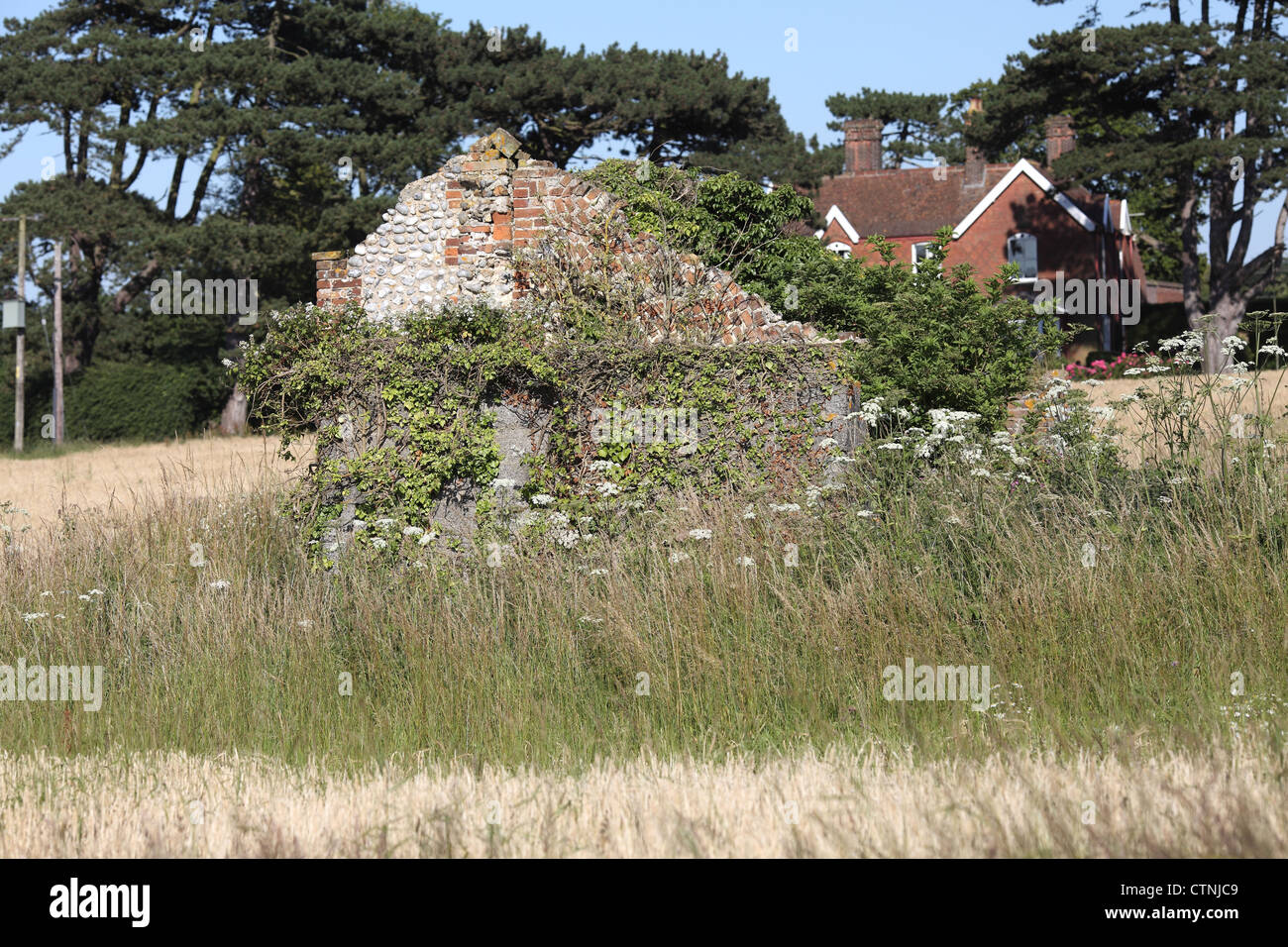 A dilapidated and ruined farm building in the middle of a field in the ...