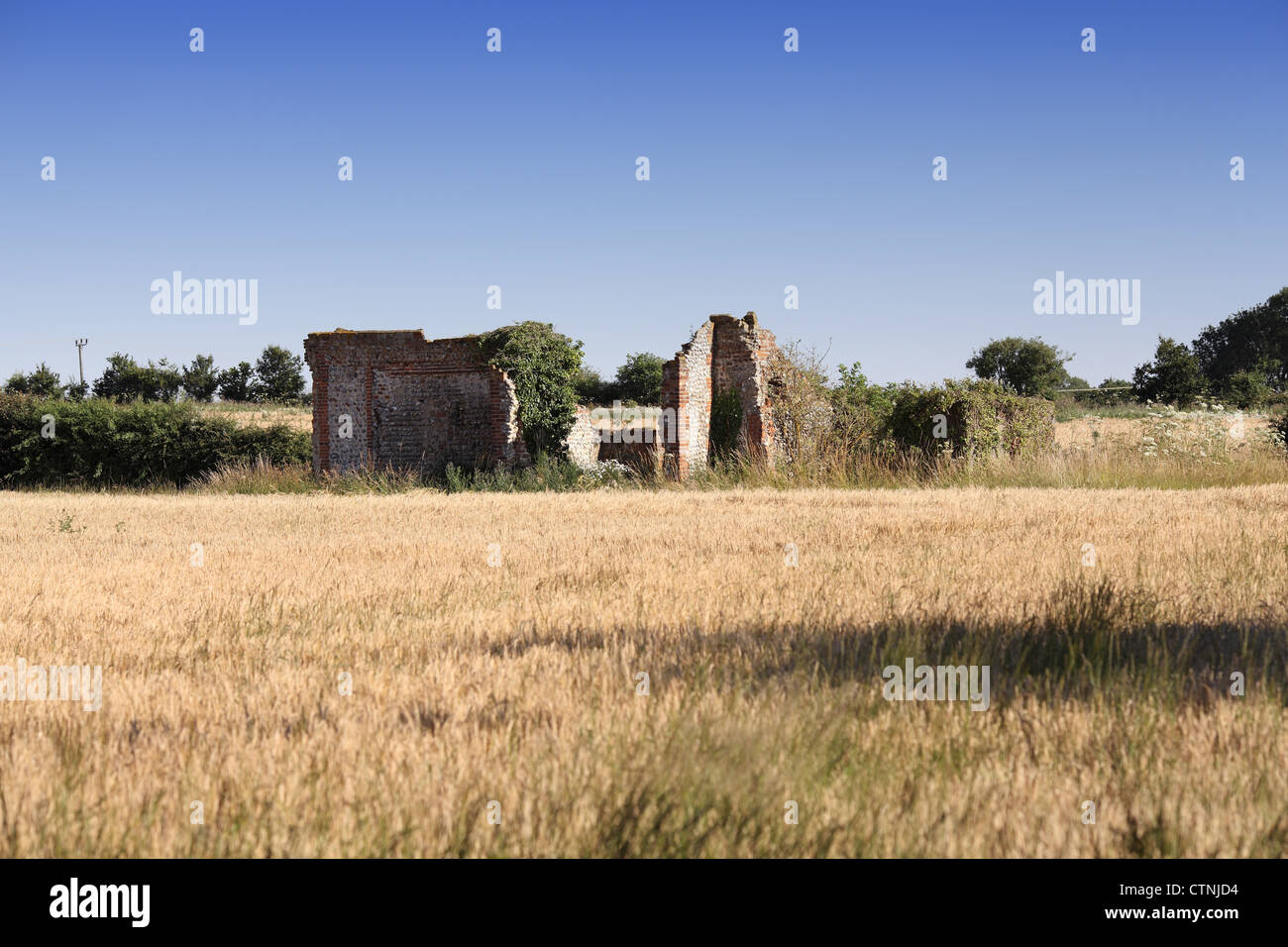 A dilapidated and ruined farm building in the middle of a field in the ...