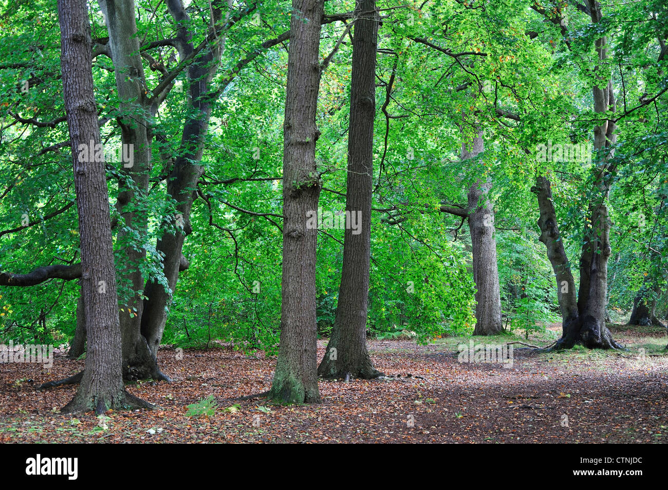 Burnham Beeches, near Slough, UK September 2011 Stock Photo - Alamy