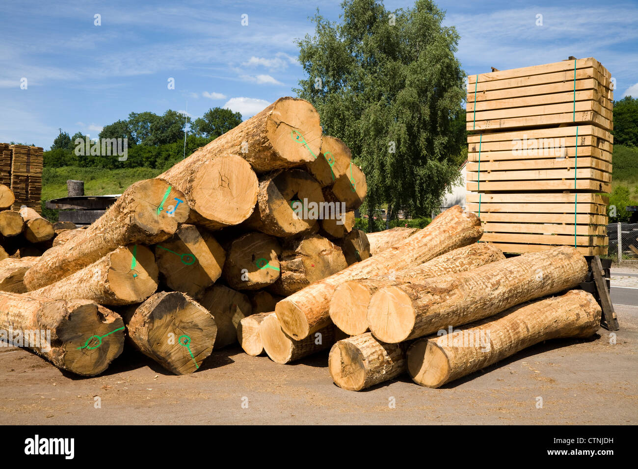 Pile of tree logs / logging / trunks / trunk log in front of cut timber ...