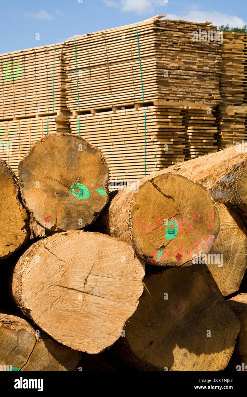 Tree logs / logging / trunks / trunk end grain in front of cut timber ...