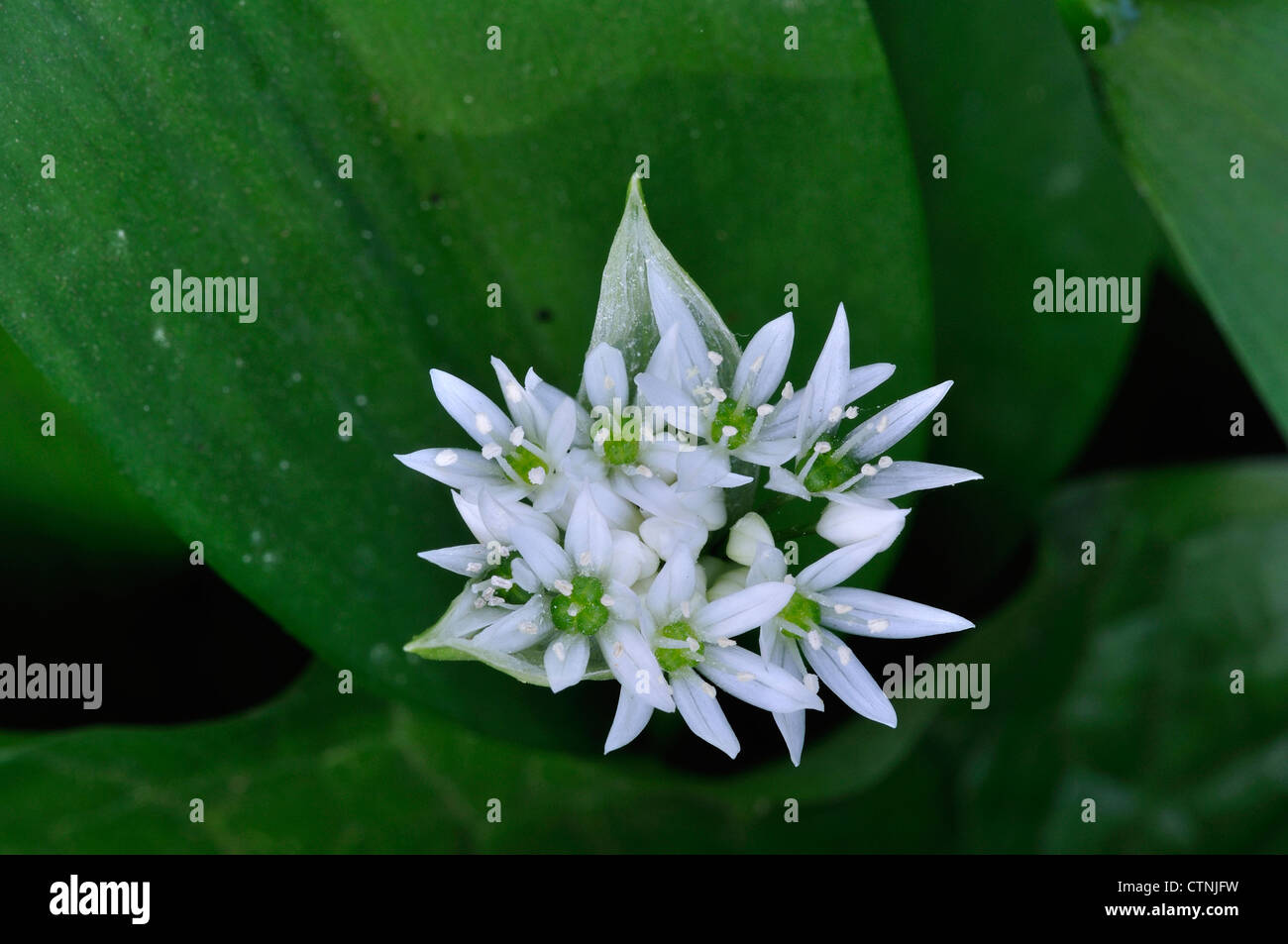 A view of a wild garlic or ramson flower UK Stock Photo - Alamy