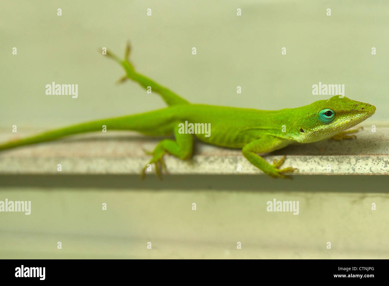 Lizard on a window ledge Stock Photo - Alamy