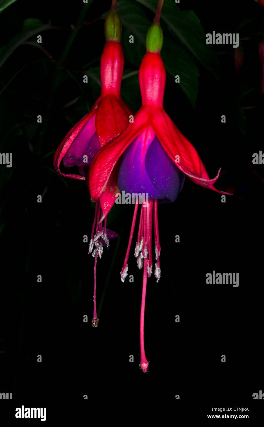 Fuschia hi-res stock photography and images - Alamy