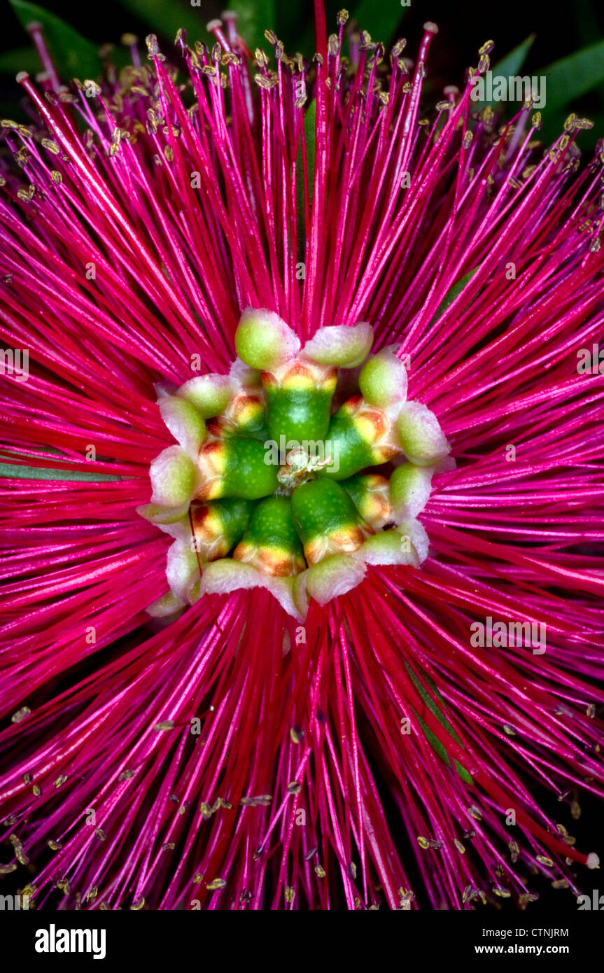 Radiating Flower High Resolution Stock Photography and Images - Alamy
