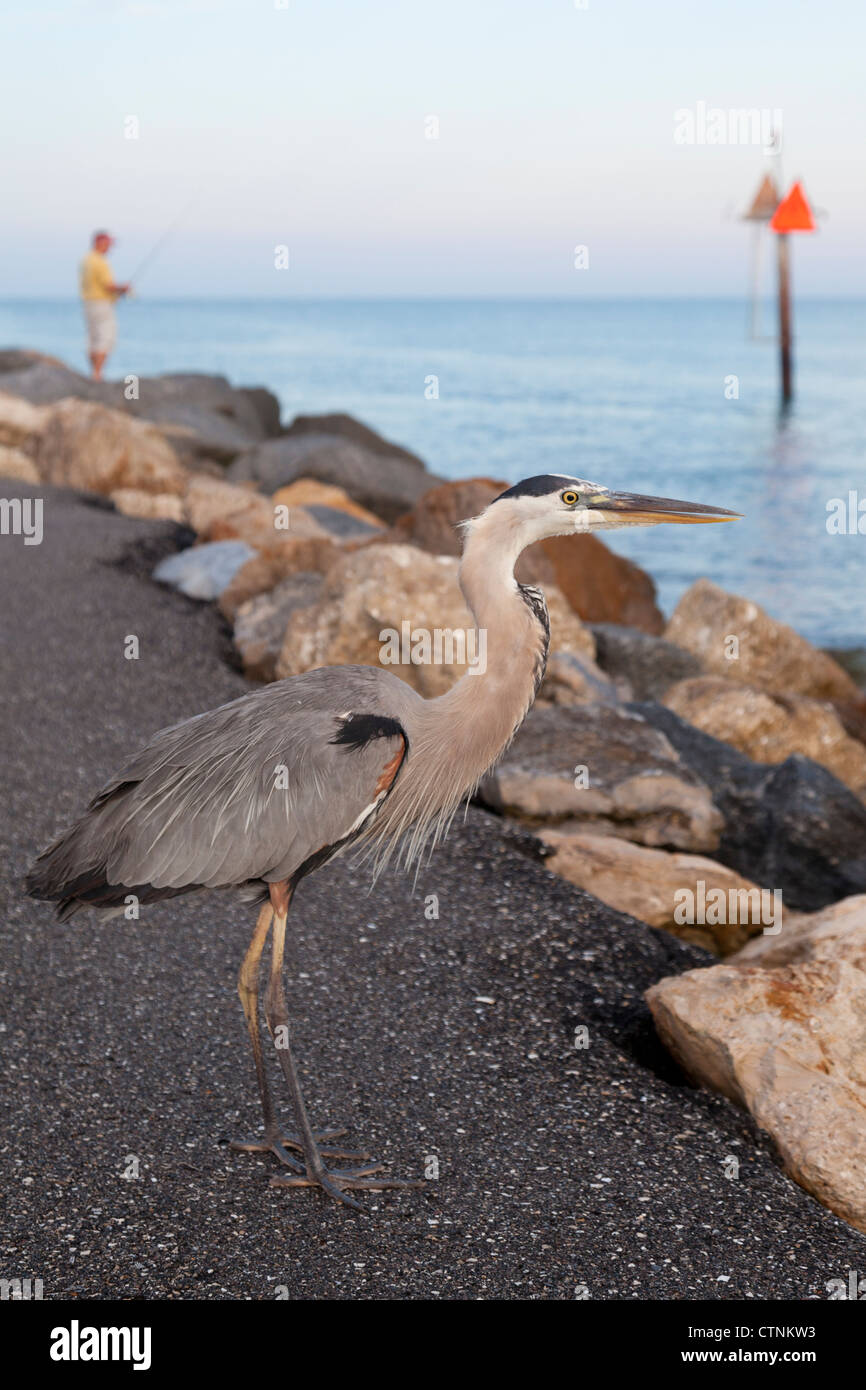 Great Blue Heron. Venice Inlet, Florida Stock Photo - Alamy