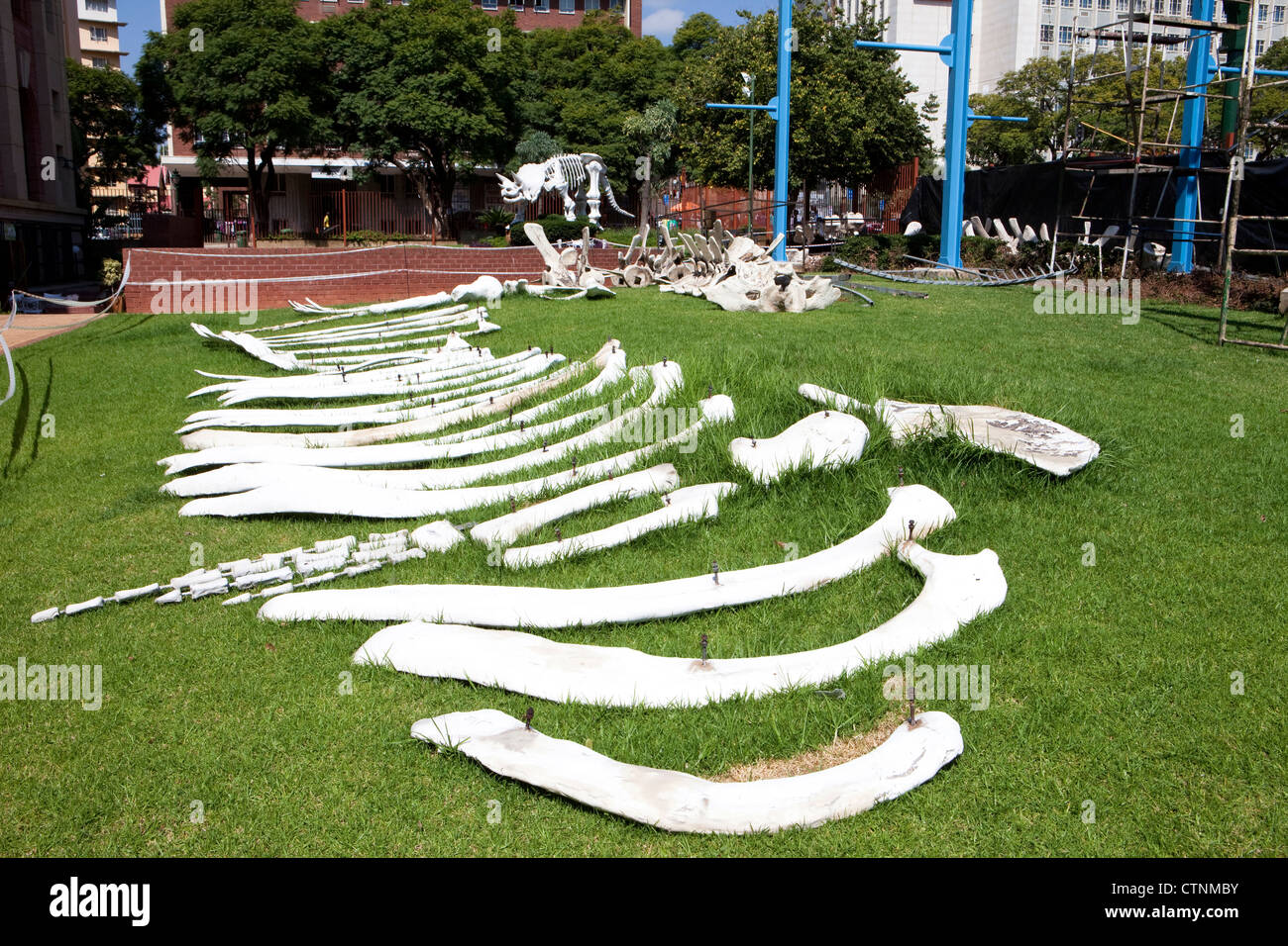 Museum of Natural History, Pretoria, Capital of South Africa, Transvaal ...