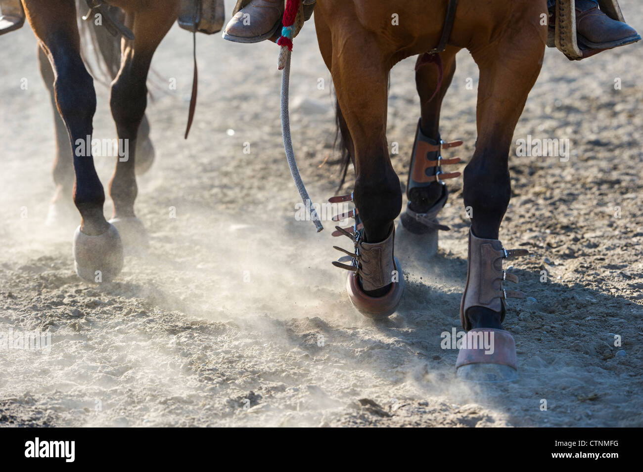 Warm up arena horse hi-res stock photography and images - Alamy