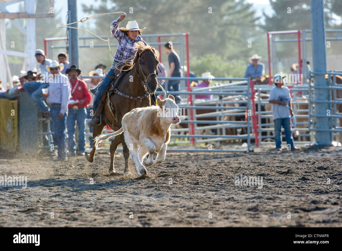Breakaway calf roping event at the Tsuut'ina Annual Rodeo & PowWow Alberta Canada Stock Photo ...