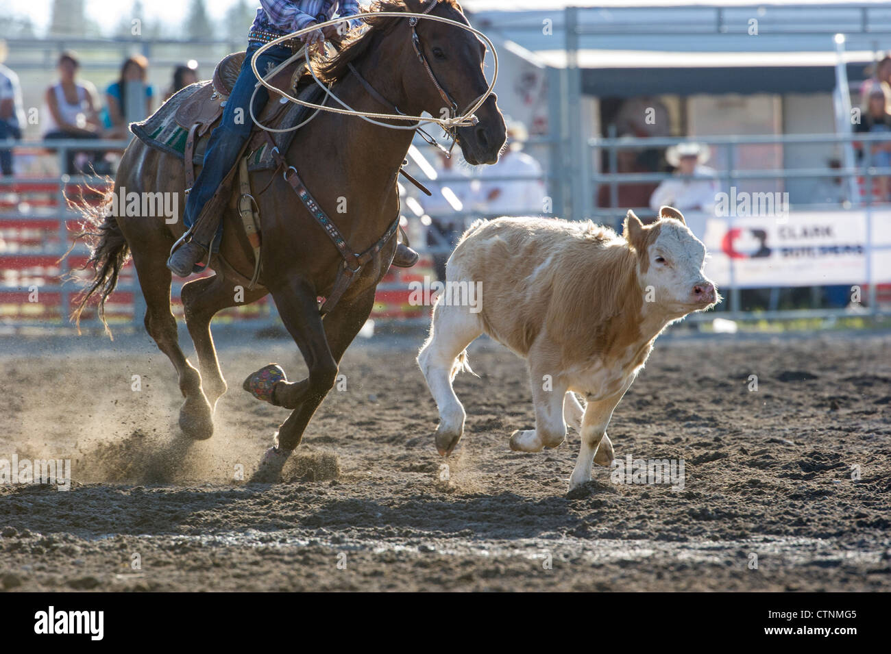 Breakaway calf roping event at the Tsuut'ina Annual Rodeo & Pow Wow ...