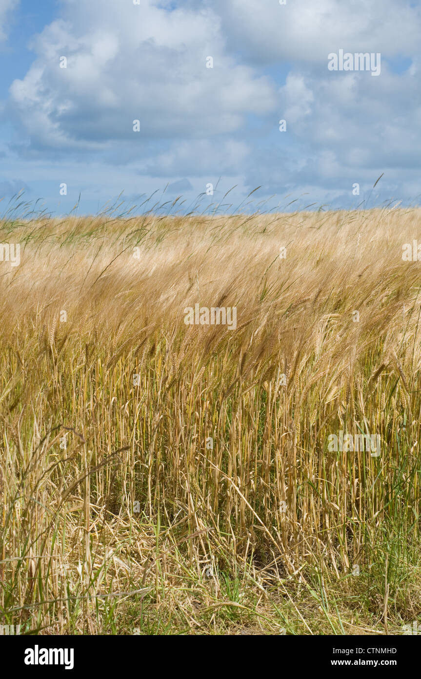 field growing in July Stock Photo - Alamy