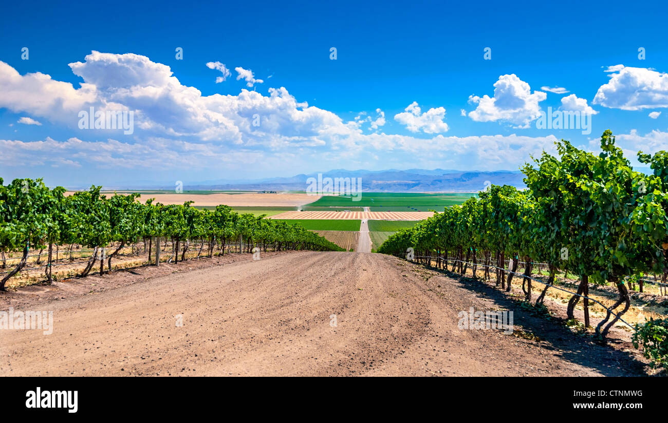 Grape orchard hi-res stock photography and images - Alamy