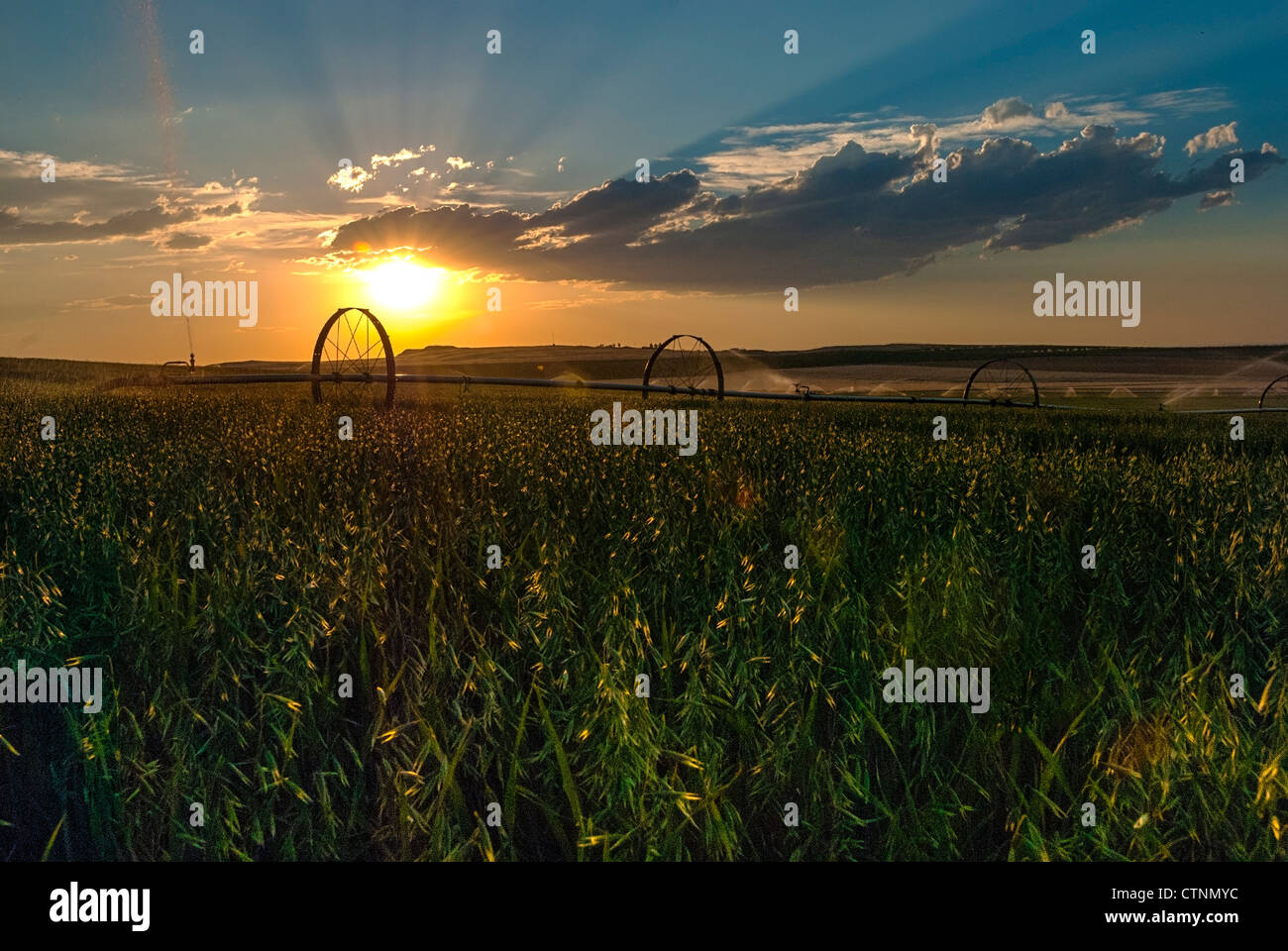 Irrigating the crops as the sun sets behind Stock Photo - Alamy