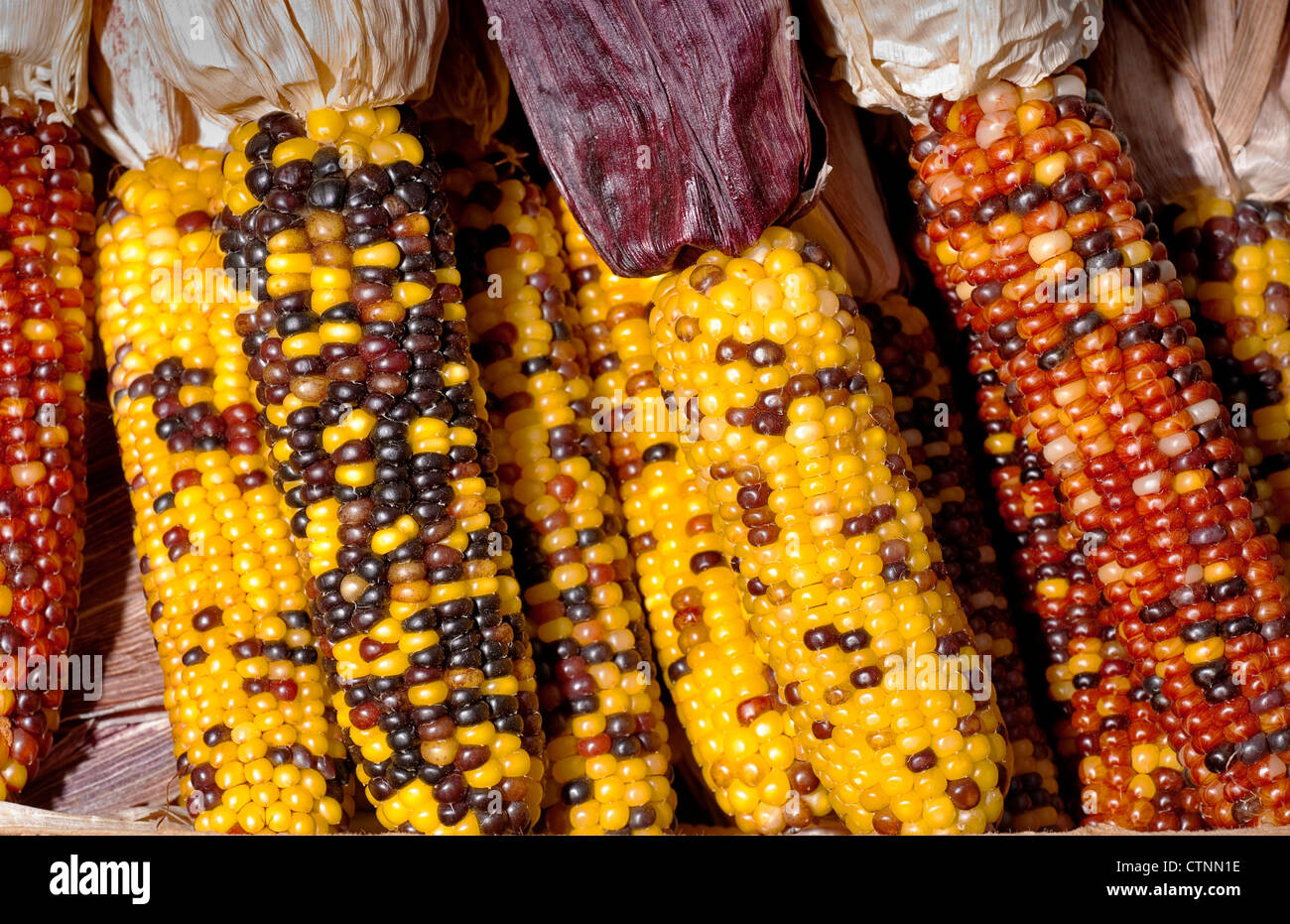 Indian corn on the cob hi-res stock photography and images - Alamy