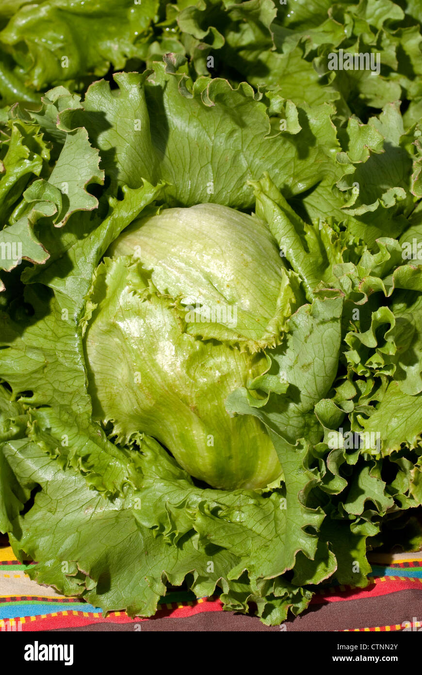 lettuce head in it's natural state Stock Photo - Alamy