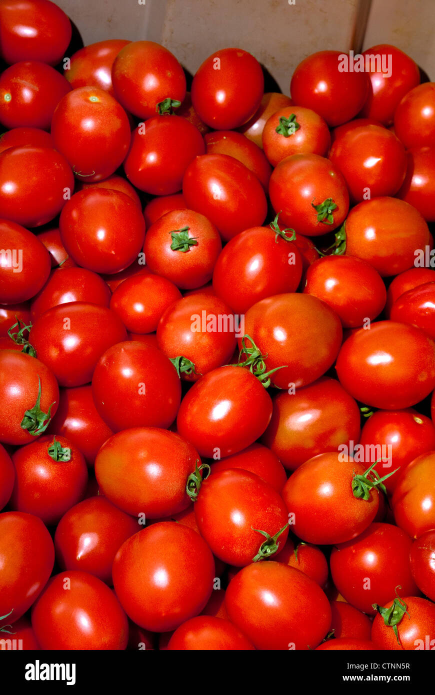 Red ripe tomatoes ready to eat Stock Photo - Alamy