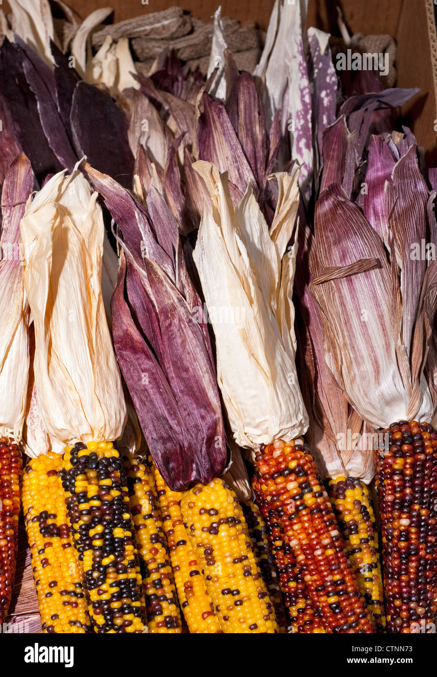 Classic colorful Indian Corn Stock Photo - Alamy