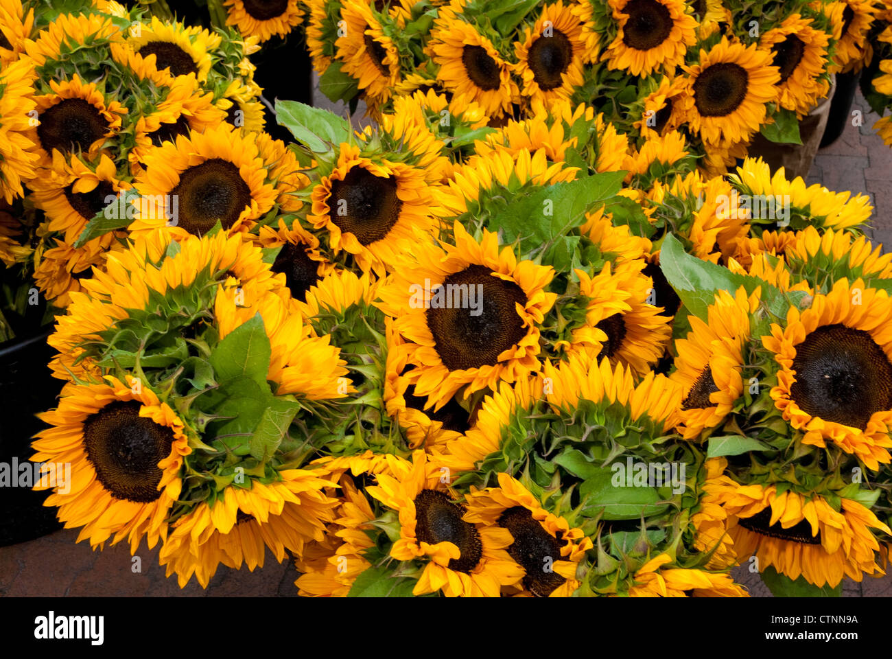 Sunflowers on display Stock Photo - Alamy