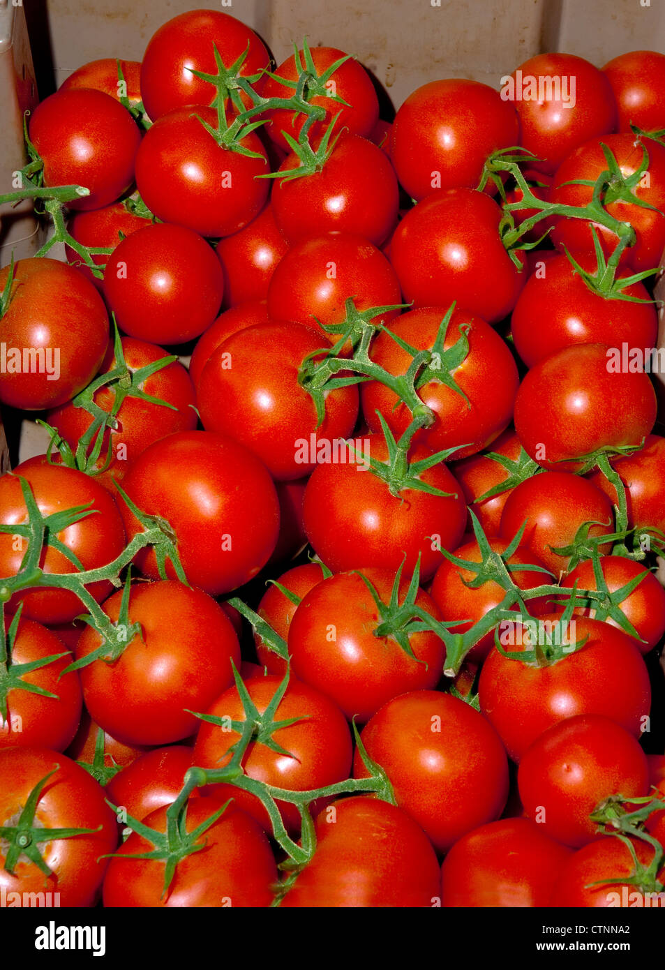 Red Ripe tomatoes many of them Stock Photo - Alamy