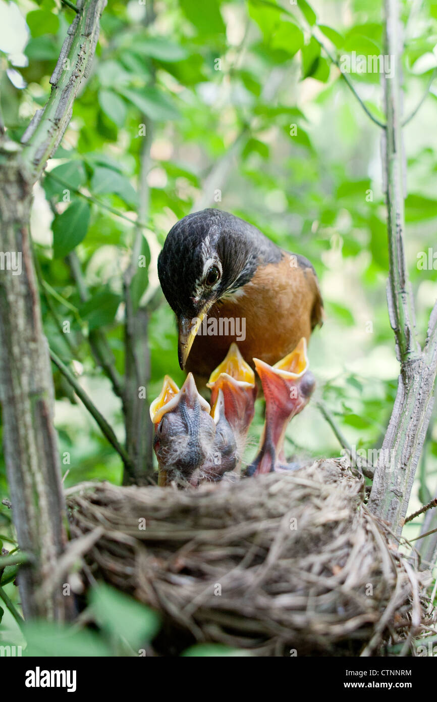 American Robin bird songbird at Nest - vertical Stock Photo - Alamy