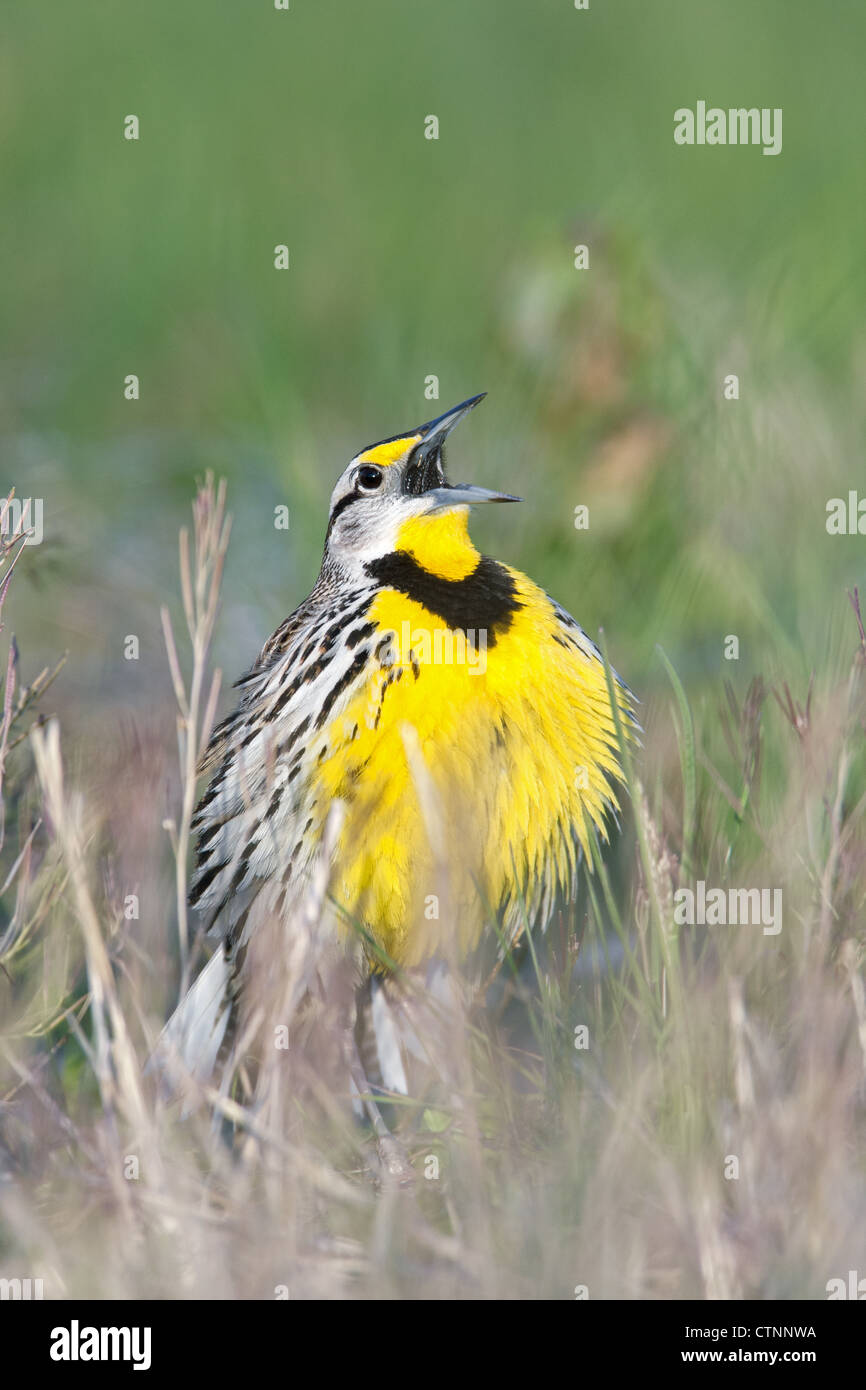 Eastern Meadowlark Singing in a field bird songbird ornithology nature ...