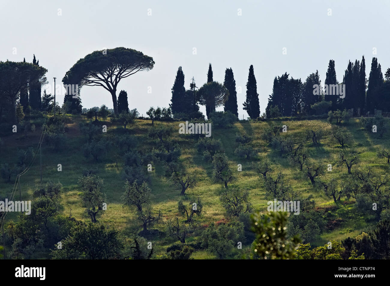 Olive, Pine, and Cypress trees on Tuscan hillside, Riparbella Tuscany ...