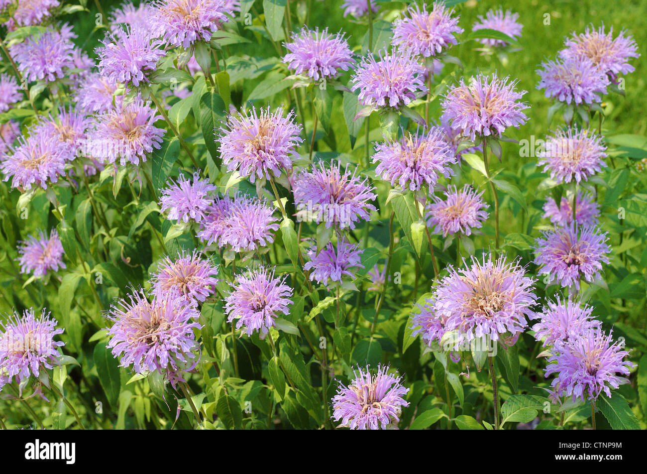 Lemon Mint blooming Monarda citriodora Stock Photo - Alamy