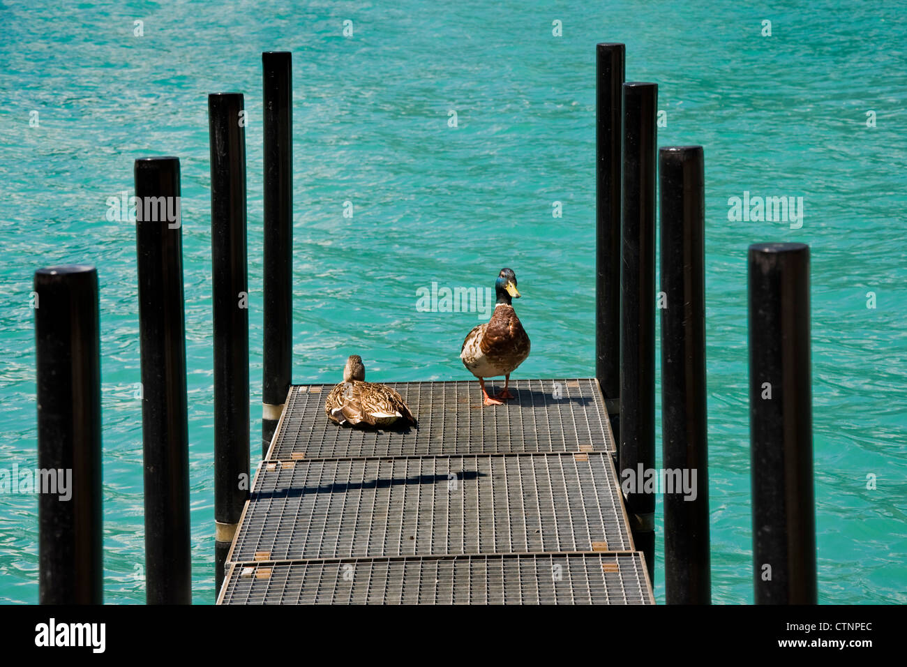 Switzerland, Canton Schwyz, Lucerne lake, Sisikon, mallards Stock Photo ...