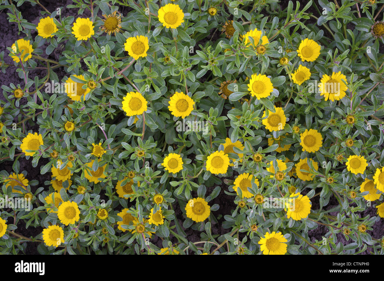 Gold coin yellow flowers Asteriscus maritimus Stock Photo - Alamy