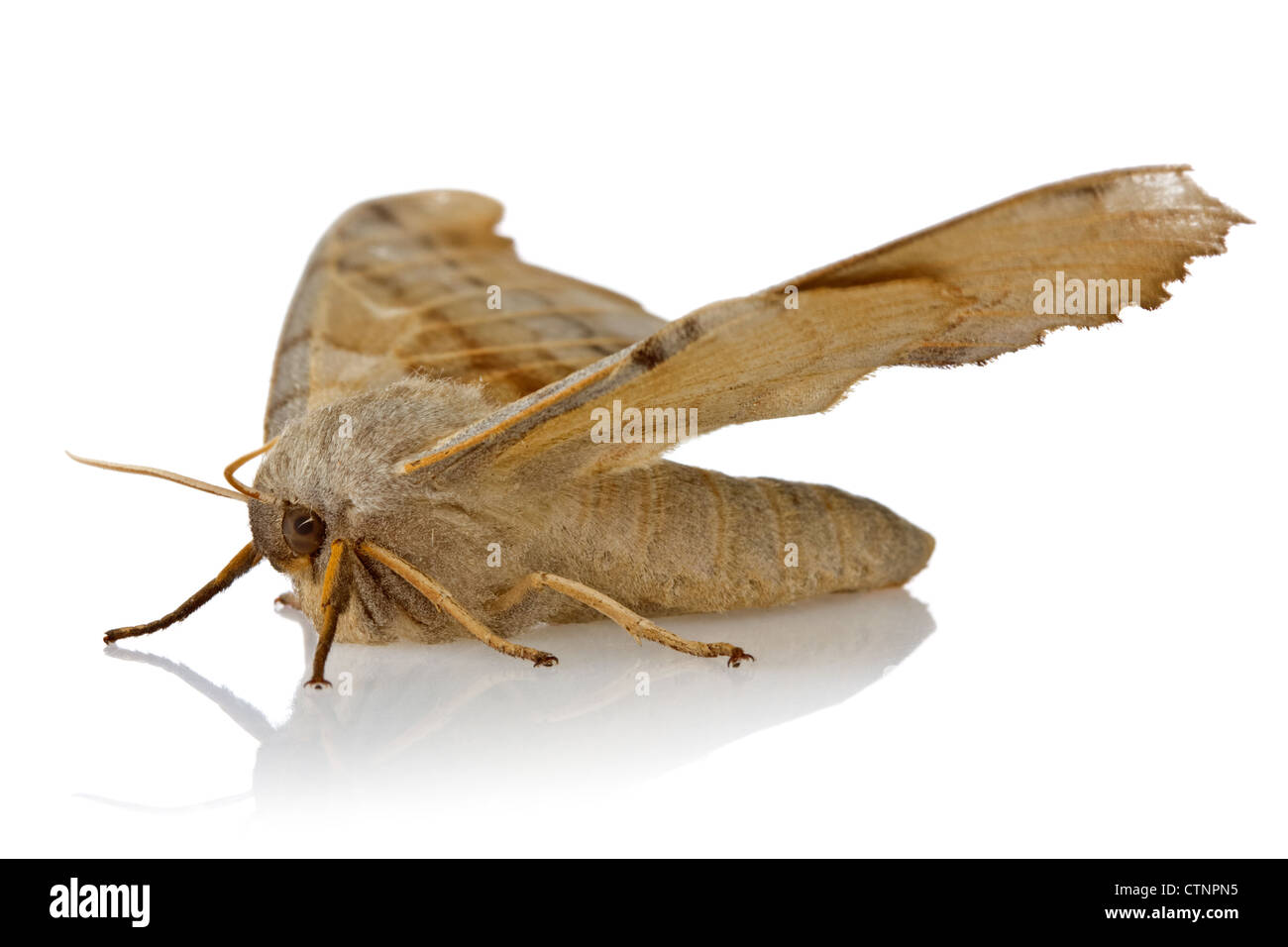 night butterfly with reflection on white background Stock Photo - Alamy