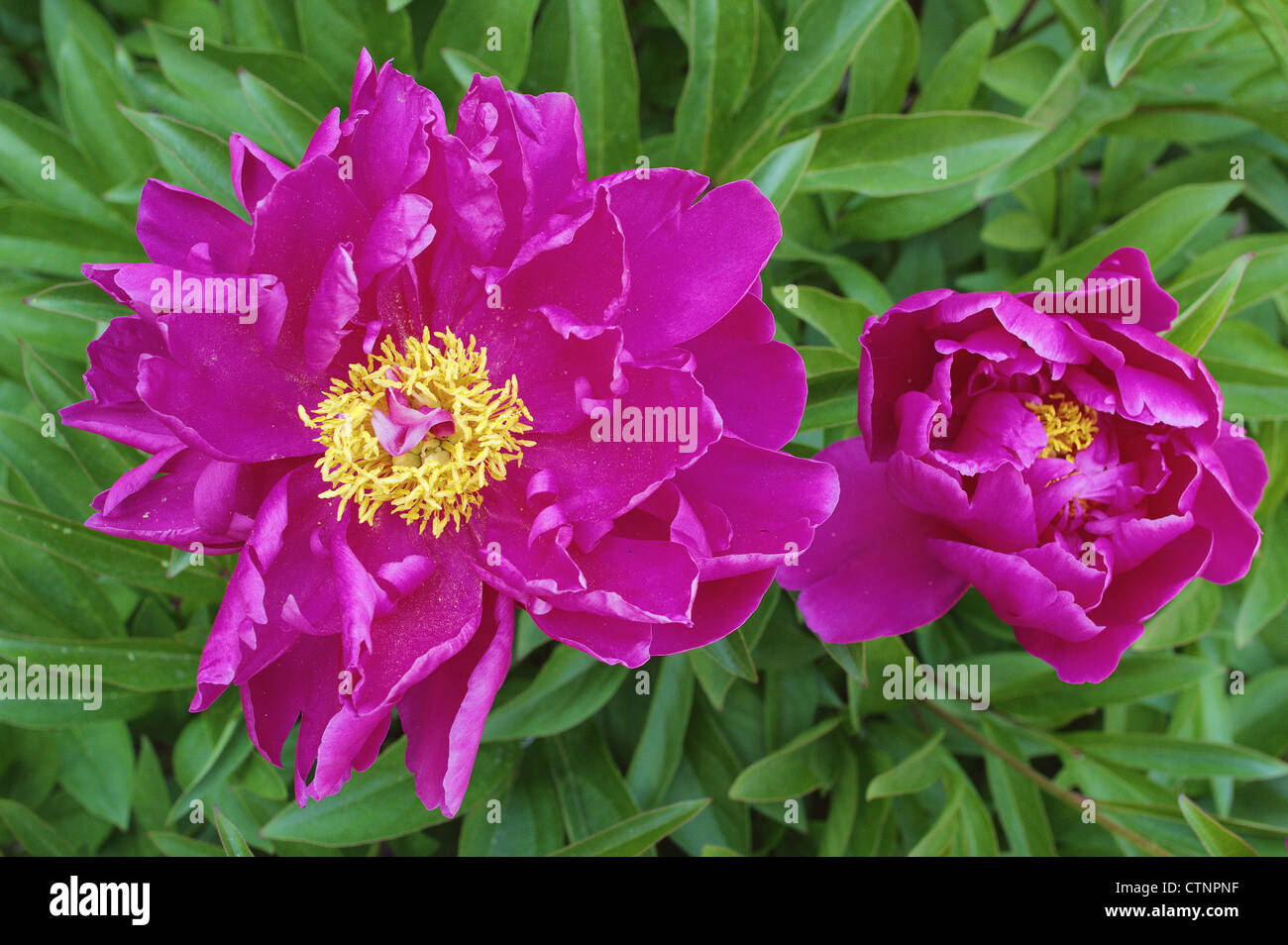 Two purple peonies close up Peonia pair couple Stock Photo - Alamy