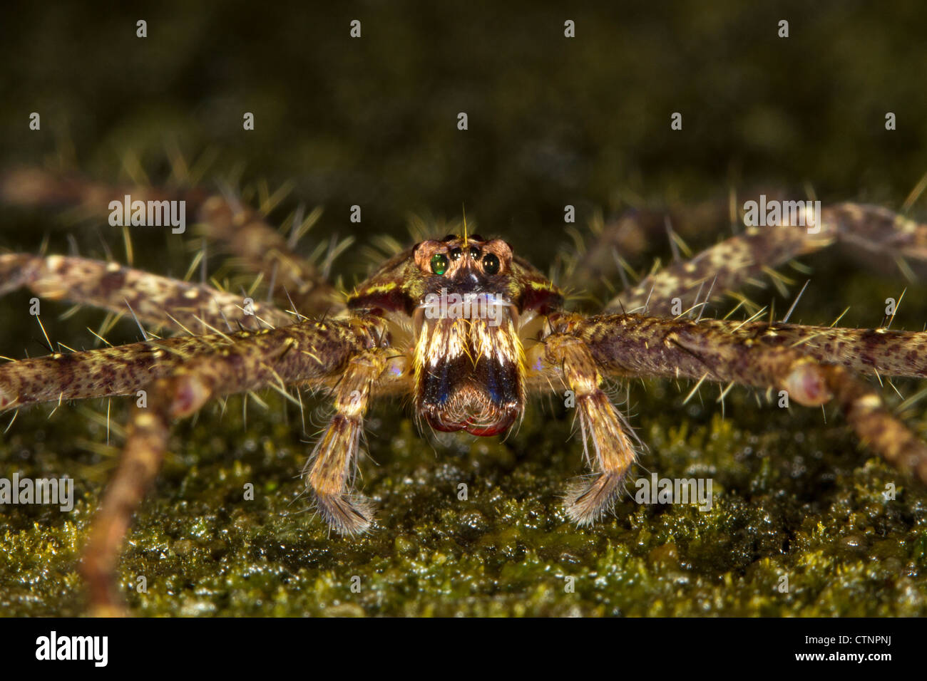 Sparassidae huntsman spider hi-res stock photography and images - Alamy