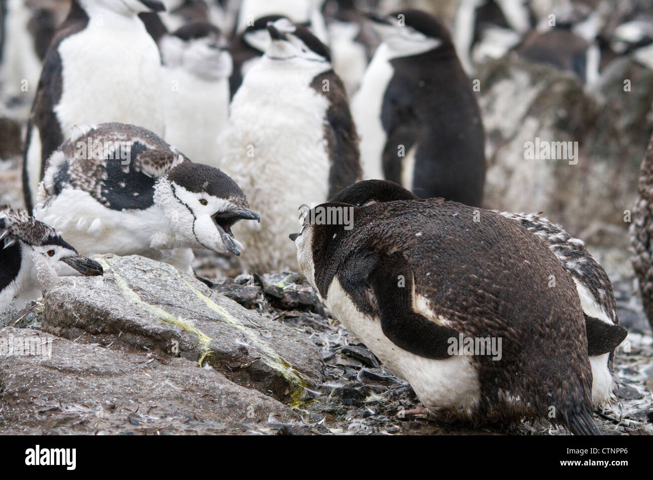 Two molting Chinstrap penguins (Pygoscelis antarcticus) squawking at ...