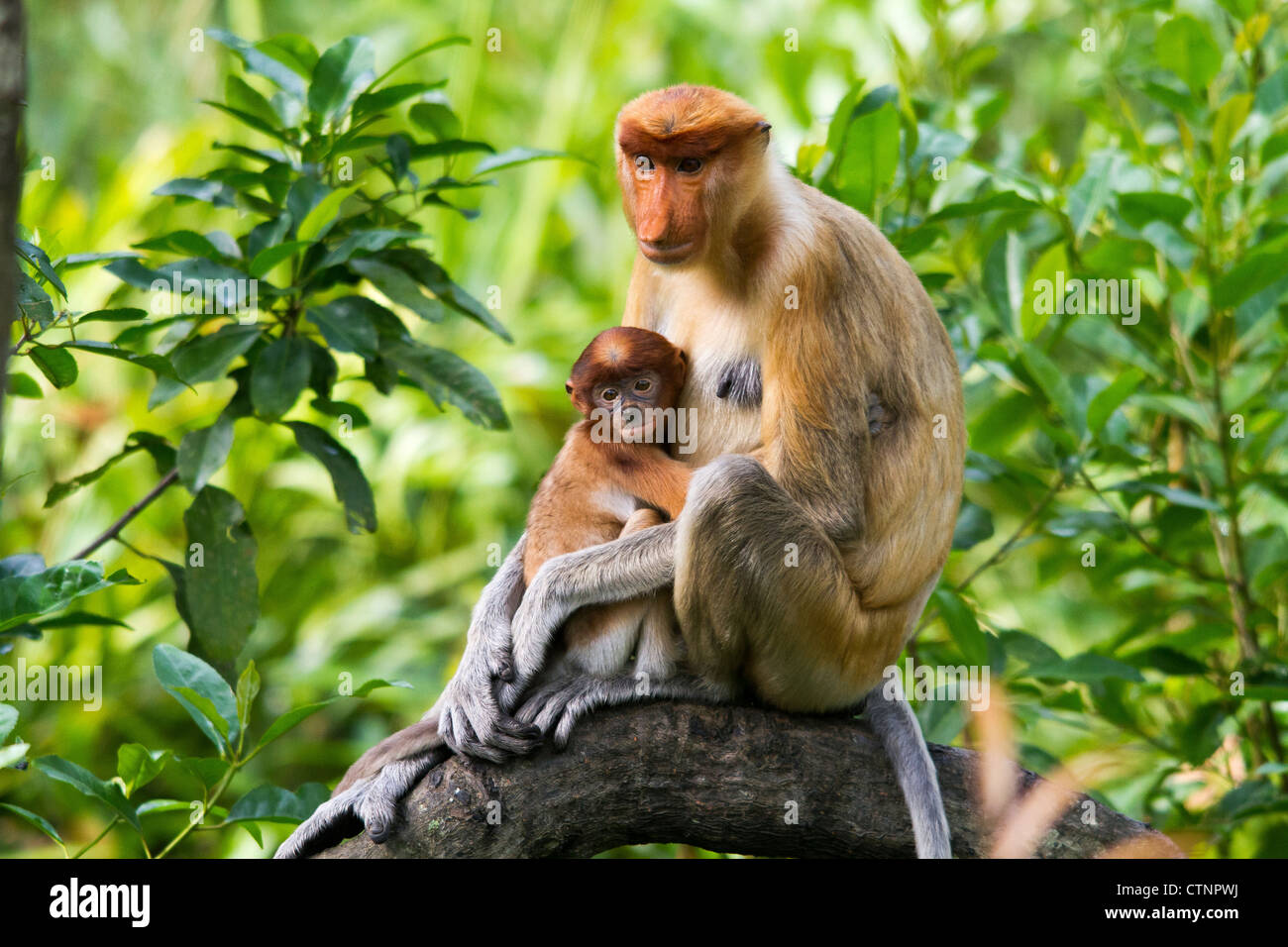 Proboscis Monkey (Nasalis larvatus) female holding her three to four ...