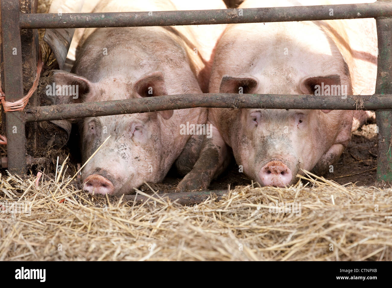 Two pigs hi-res stock photography and images - Alamy