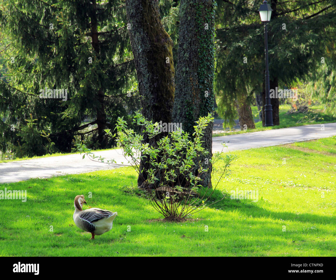 Goose spring hi-res stock photography and images - Alamy