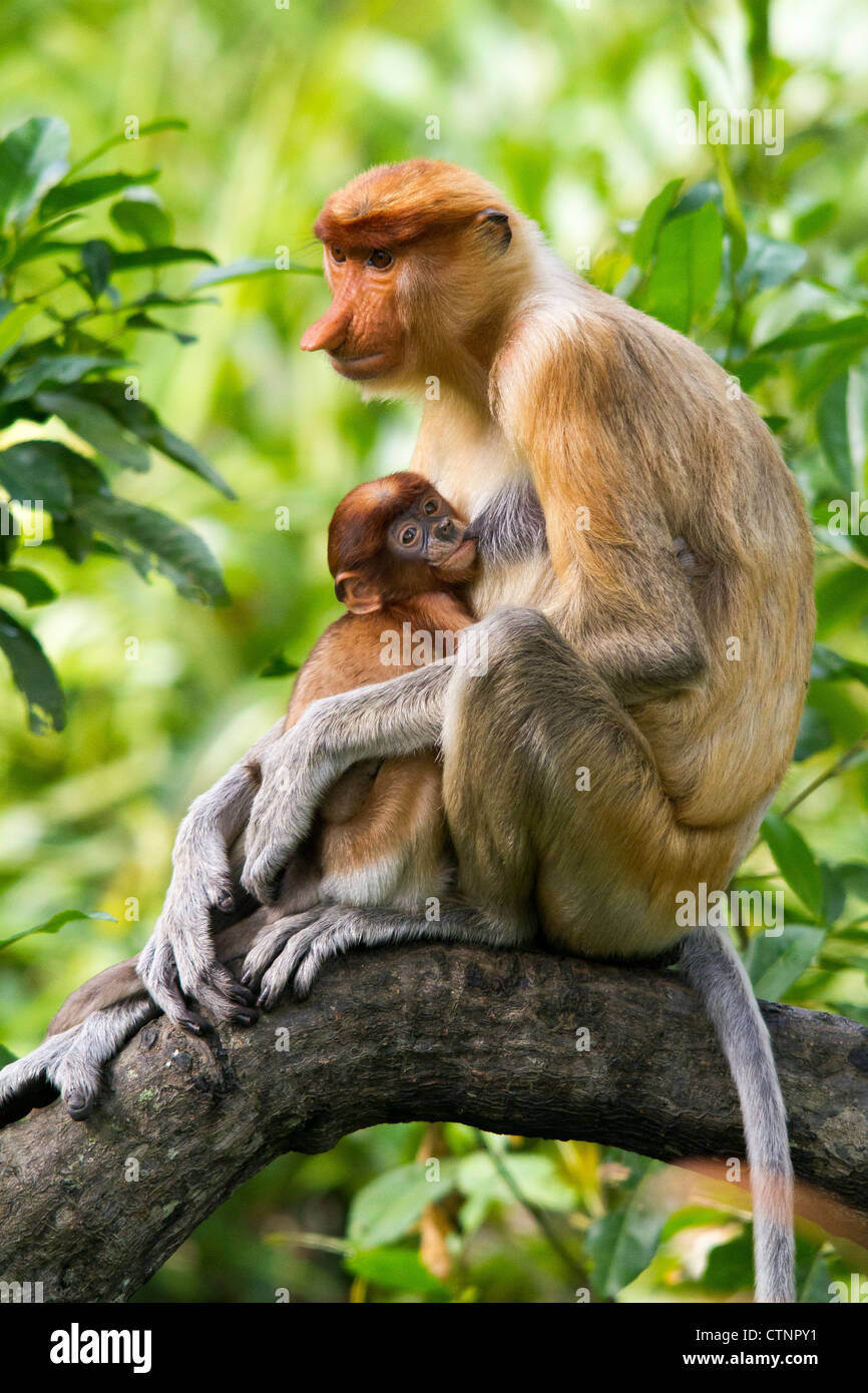 Proboscis Monkey (Nasalis larvatus) two month old baby nursing, Sabah ...