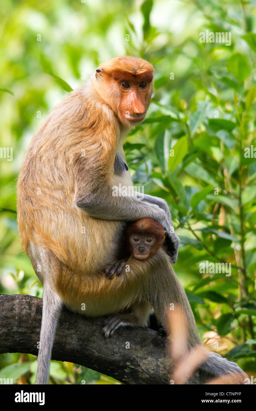 Proboscis Monkey (Nasalis larvatus) female holding her three to four ...