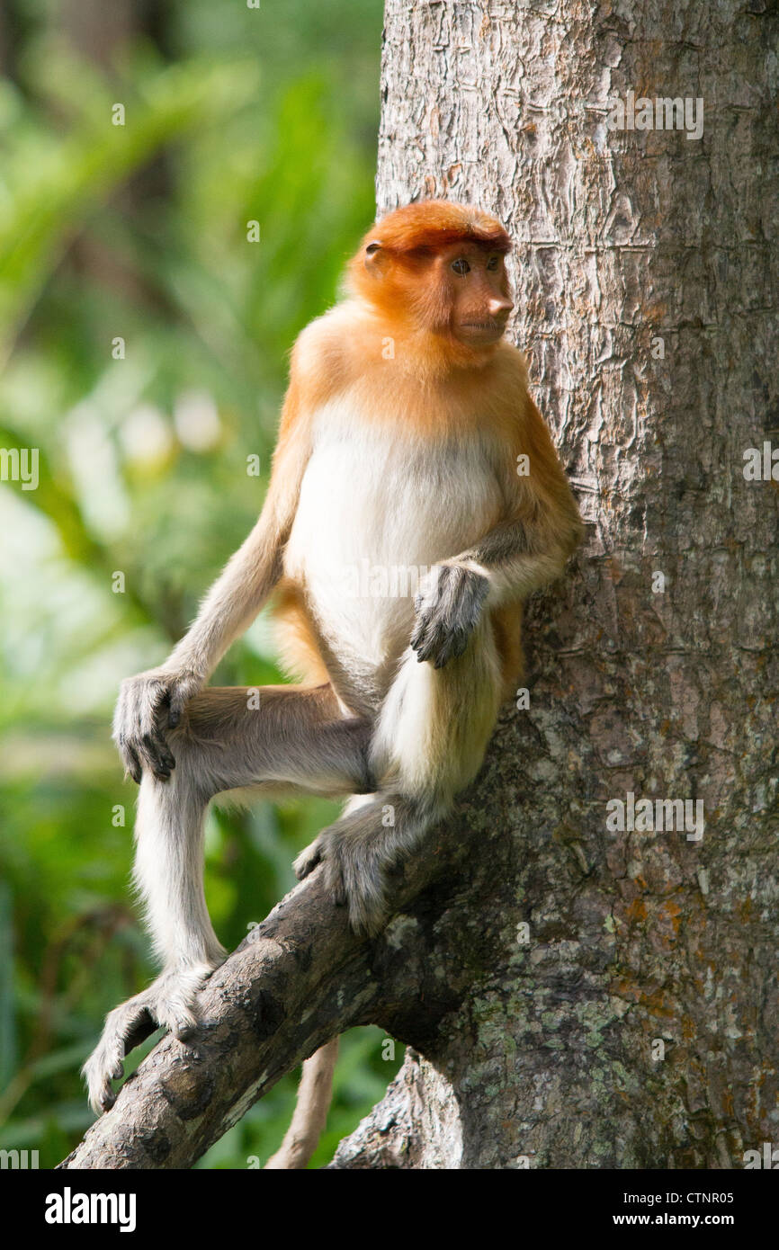 Proboscis Monkey (Nasalis larvatus) young female sitting in tree, Sabah, Malaysia Stock Photo ...
