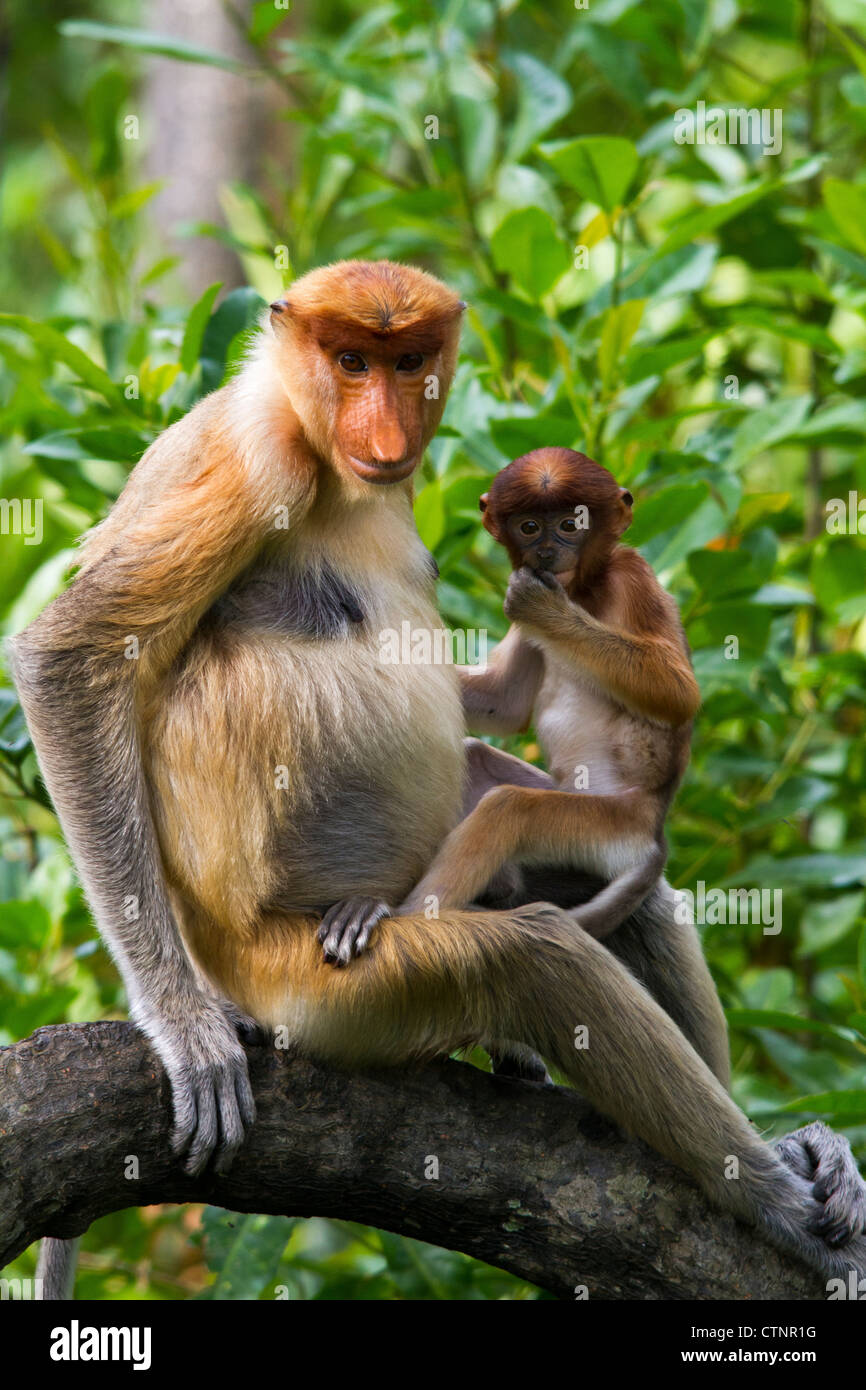 Proboscis Monkey (Nasalis larvatus) female holding her three to four ...