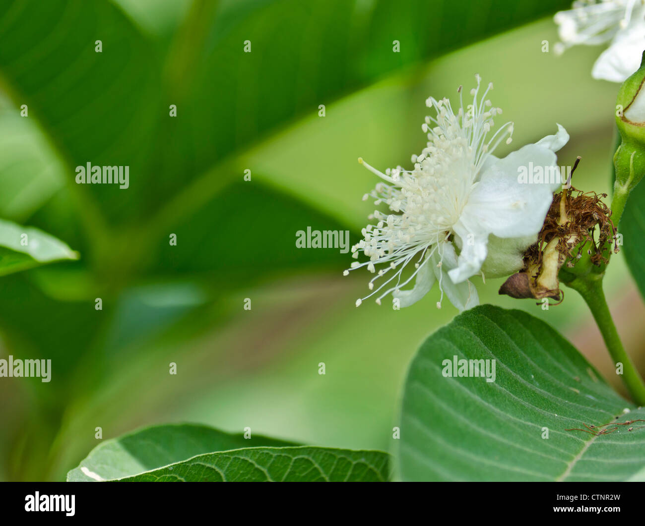 Guava Flower High Resolution Stock Photography and Images - Alamy