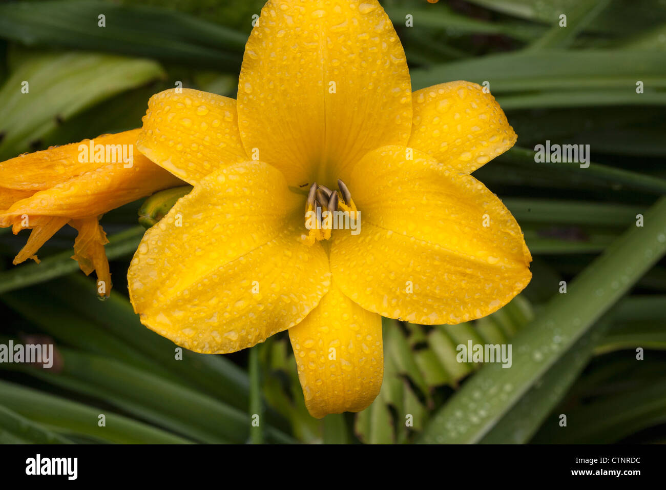 Lily hemora callis yellow hi-res stock photography and images - Alamy